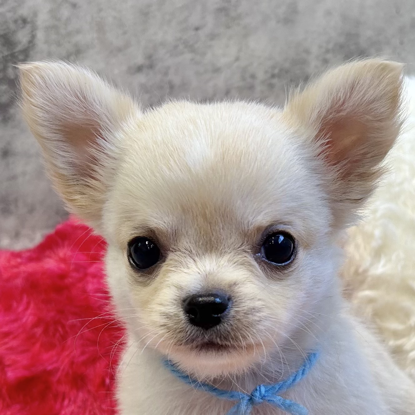 ブリーダーのもとにいるチワワ（ロング） クリーム＆ホワイト 男の子のご紹介(1479) | ペットショップ 犬の家&猫の里 | 子犬だけでなく子猫の情報もたくさん