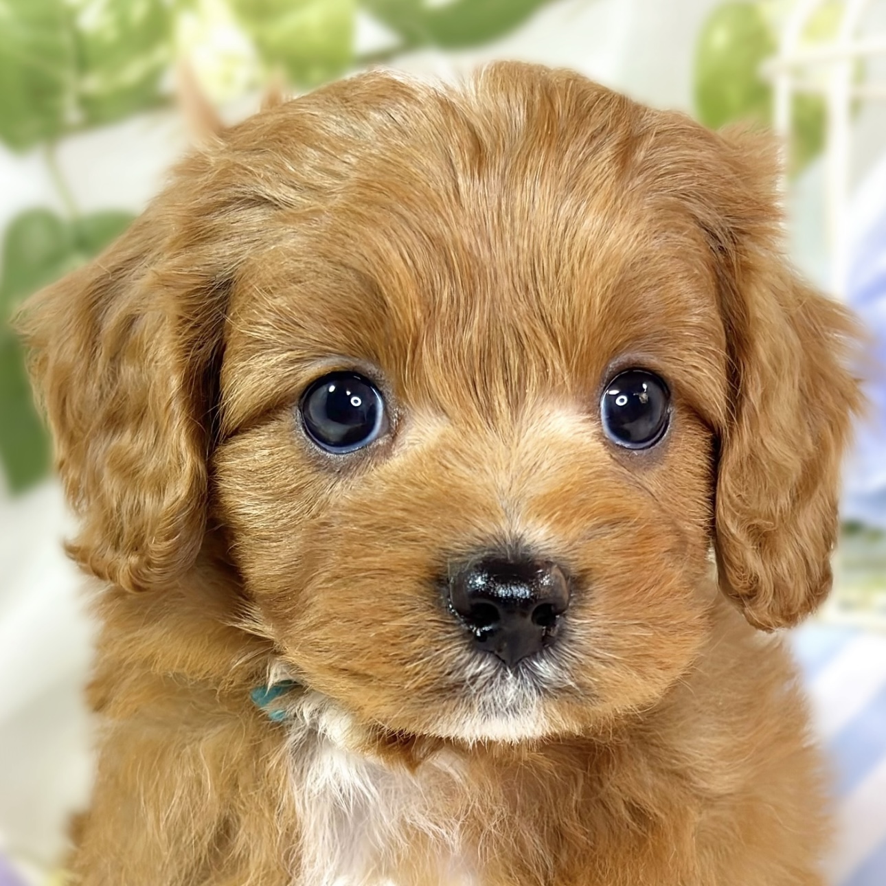 ブリーダーのもとにいるハーフ犬 レッド＆ホワイト 男の子のご紹介(1679) | ペットショップ 犬の家&猫の里 | 子犬だけでなく子猫の情報 ...