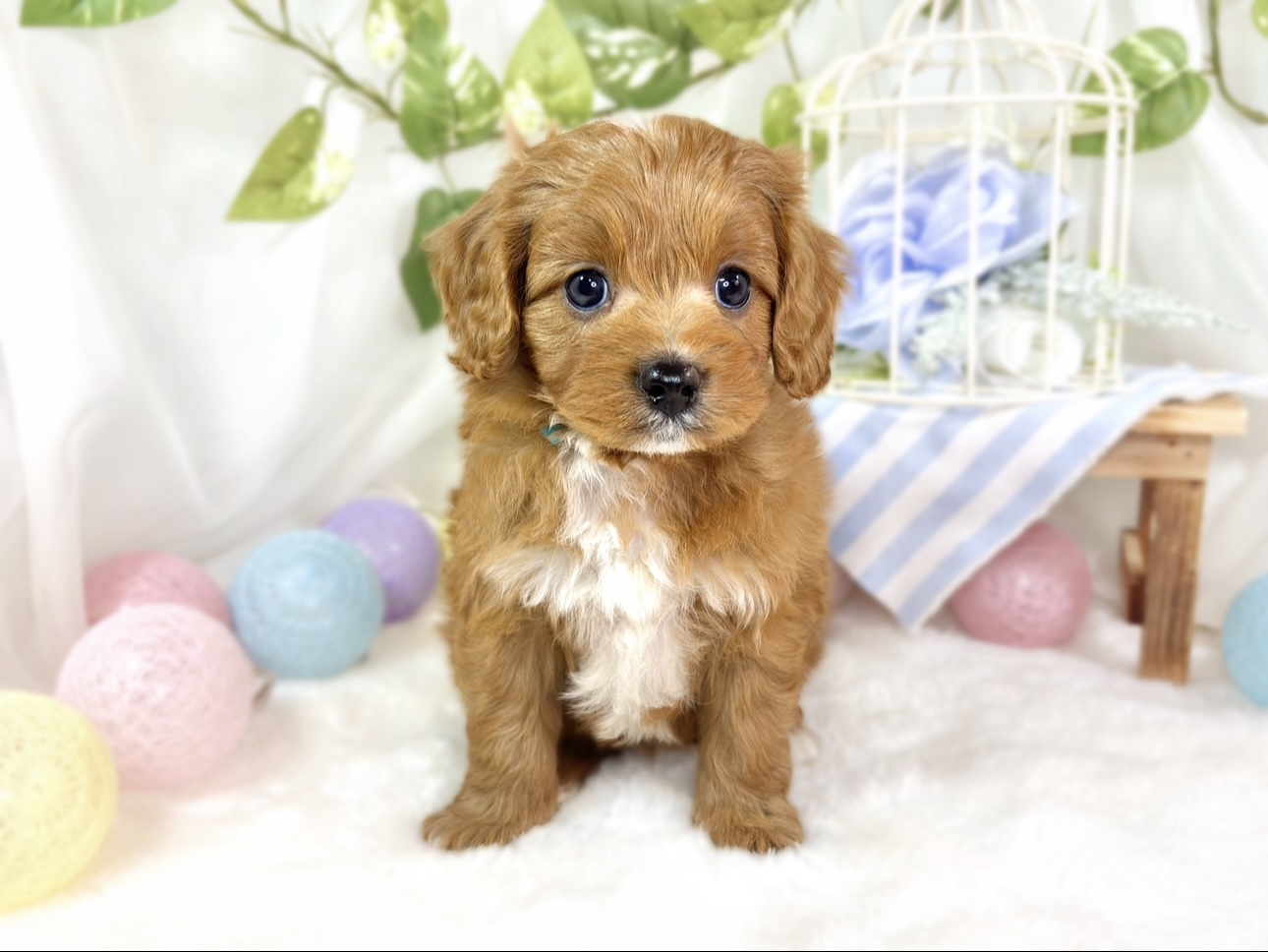 ブリーダーのもとにいるハーフ犬 レッド＆ホワイト 男の子のご紹介(1679) | ペットショップ 犬の家&猫の里 | 子犬だけでなく子猫の情報 ...