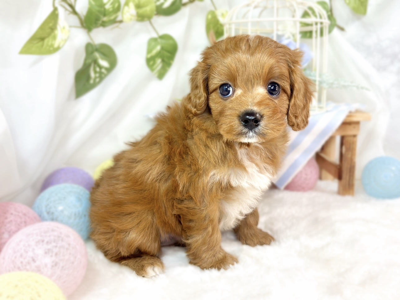 ブリーダーのもとにいるハーフ犬 レッド＆ホワイト 男の子のご紹介(1679) | ペットショップ 犬の家&猫の里 | 子犬だけでなく子猫の情報 ...