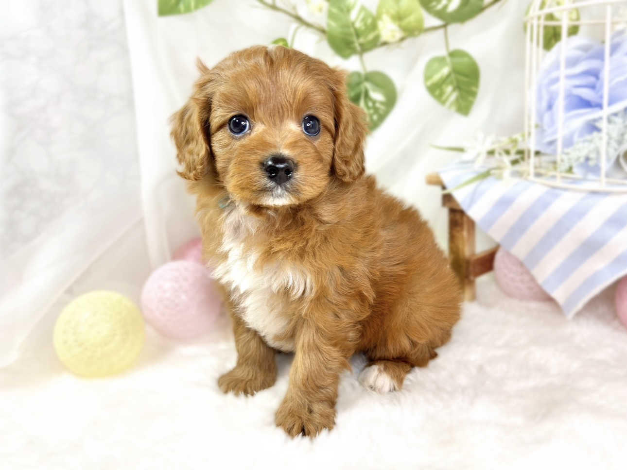 ブリーダーのもとにいるハーフ犬 レッド＆ホワイト 男の子のご紹介(1679) | ペットショップ 犬の家&猫の里 | 子犬だけでなく子猫の情報 ...