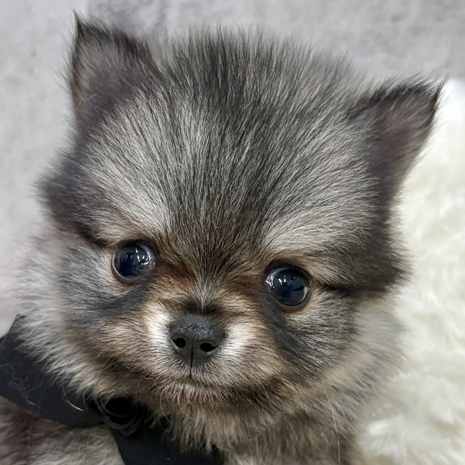 ブリーダーのもとにいるハーフ犬 クリームセーブル 男の子のご紹介(1697) | ペットショップ 犬の家&猫の里 | 子犬だけでなく子猫の情報 ...