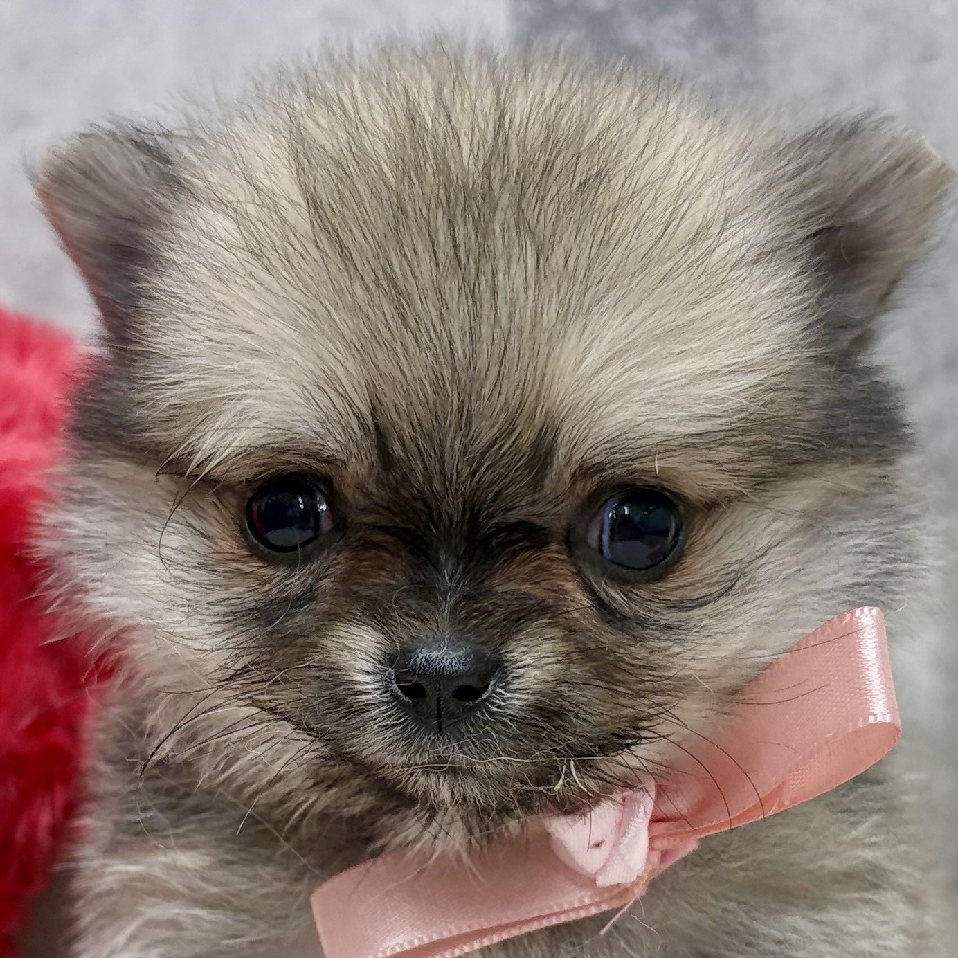 ブリーダーのもとにいるハーフ犬 クリームセーブル 男の子のご紹介(1698) | ペットショップ 犬の家&猫の里 | 子犬だけでなく子猫の情報 ...