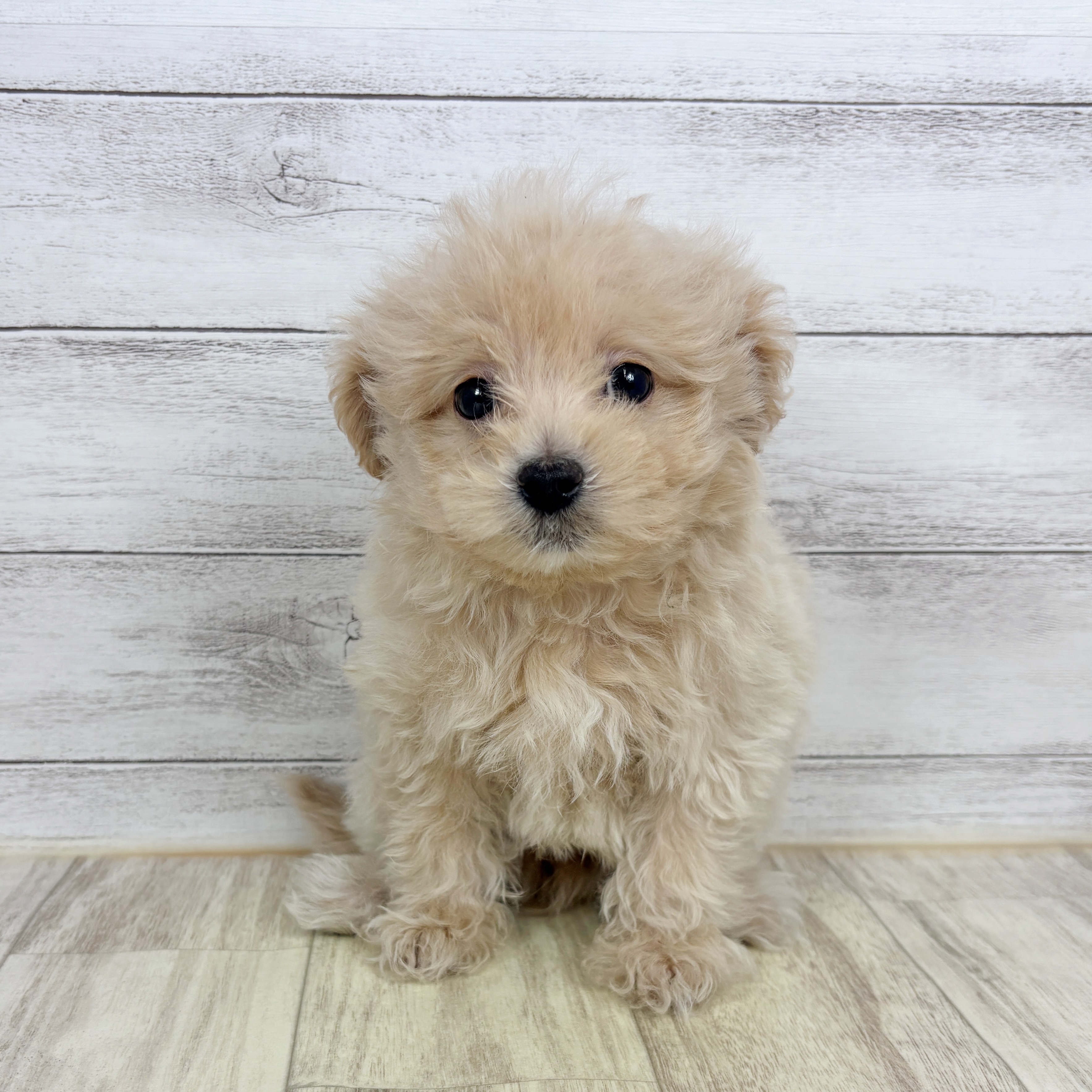 子犬の詳細情報 (兵庫県/2025年10月27日生まれ/男の子/クリーム) | 子犬・子猫探しなら【ペットミー】