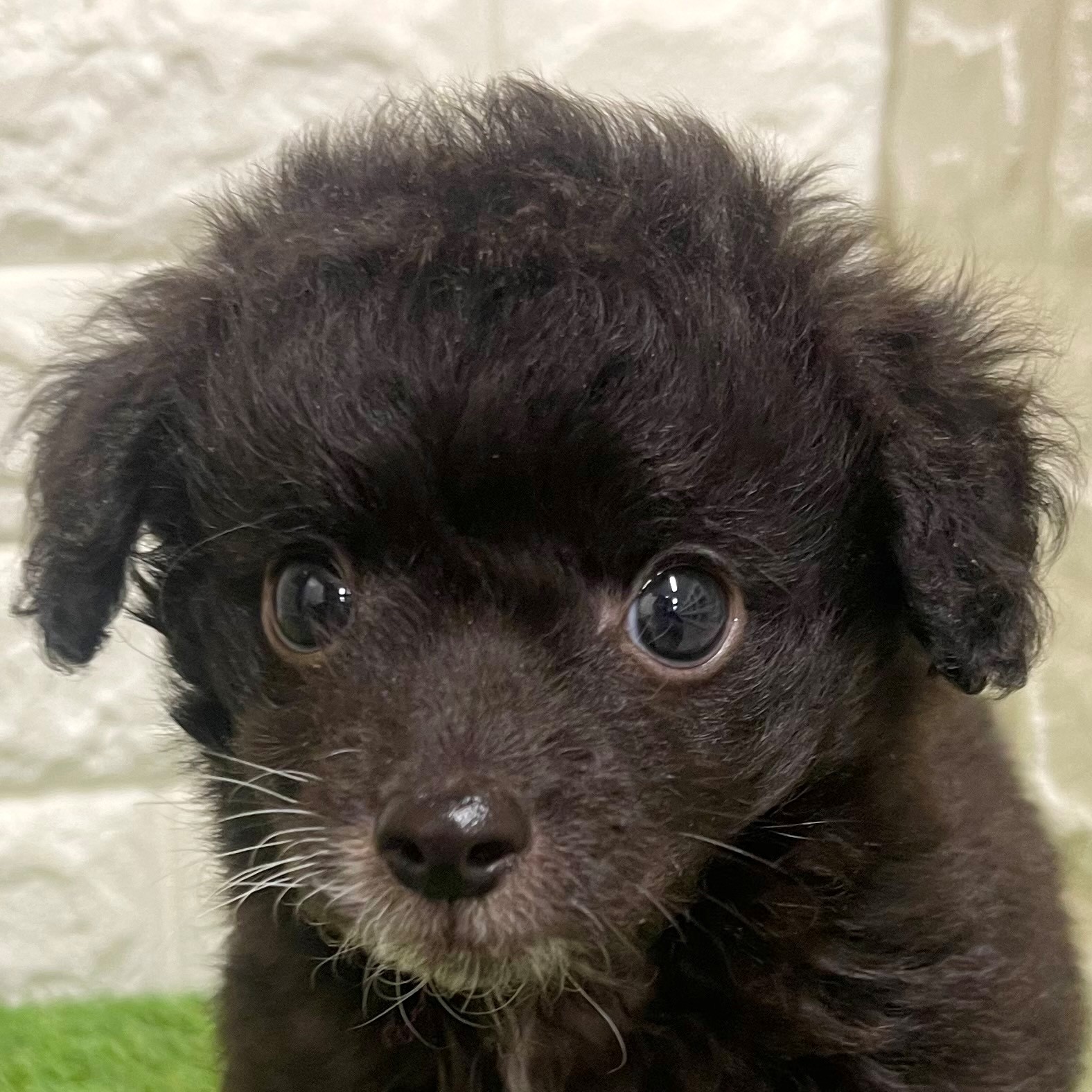 チワプー（プーチー）の子犬一覧 | ペットショップ 犬の家&猫の里 | 子犬だけでなく子猫の情報もたくさん